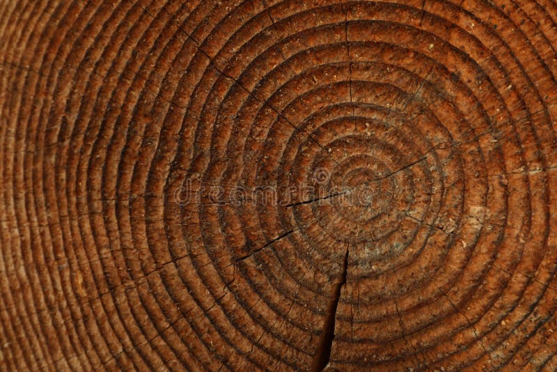 Wood Cross Section Texture or Surface, Macro Stock Photo - Image of ...