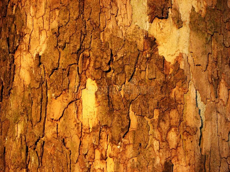 Wood crust stock photo. Image of frame, backgrounds, exterior - 5119418