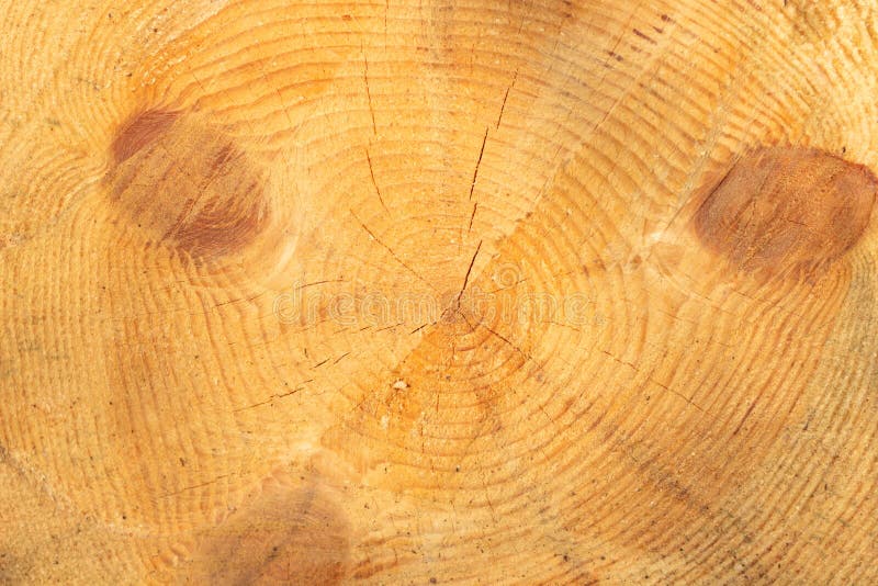 Wood Cut Background. Nature Texture Stock Image - Image of detail, tree ...