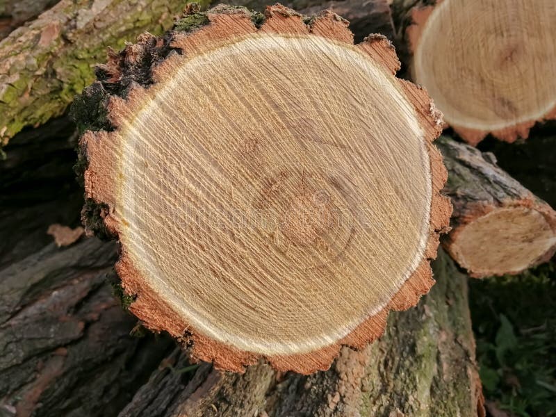 Wood Cut. Cut Wood for Firewood. Firewood for Heating the House. a Tree ...
