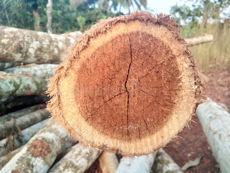 Wood cut/logs. stock image. Image of leave, cracks, burning - 104168499