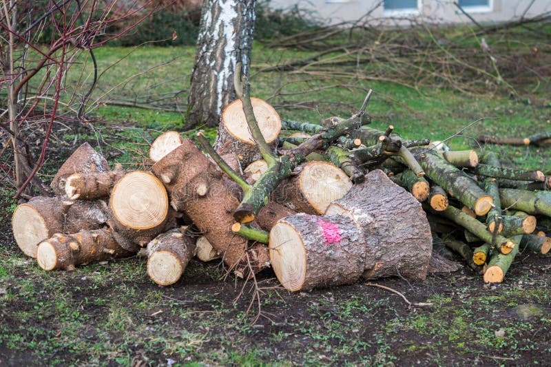Wood cut in the spring stock photo. Image of clearing - 193963380