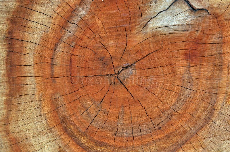 Wood Grain Background Texture Stock Image - Image of hardwood, circle ...