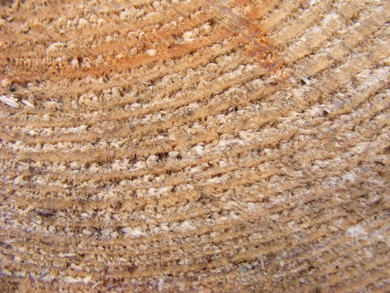 Wood cut texture stock photo. Image of sample, pattern - 109362116