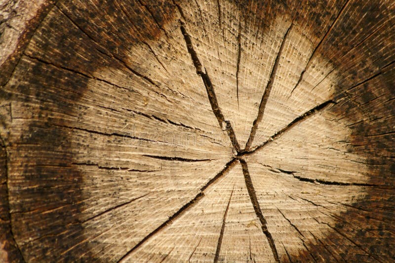 Wood cut texture stock image. Image of carpenter, circle - 42810295