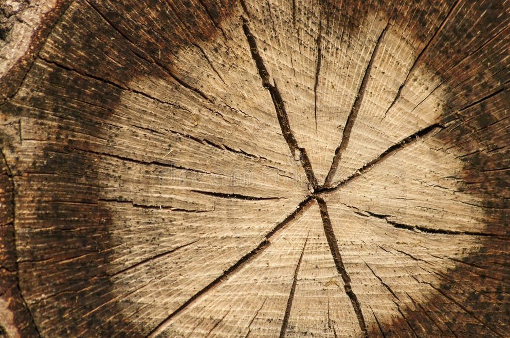 Wood cut texture stock photo. Image of carpenter, nature - 42810548