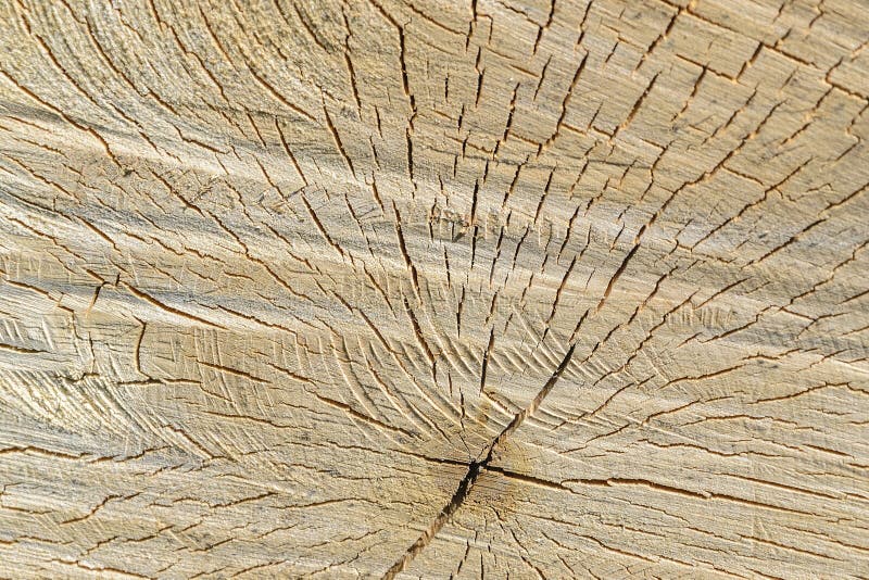 Wood cut texture stock image. Image of curve, center - 260007007