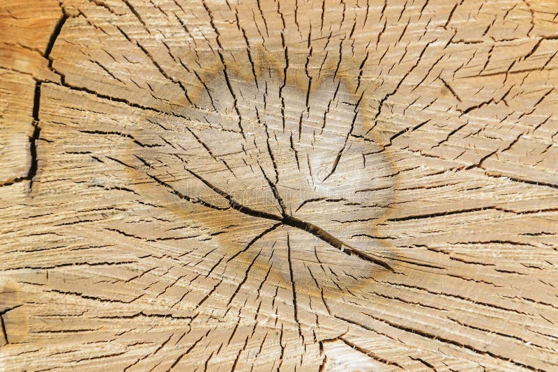 Wood cut texture stock image. Image of carpenter, center - 260222379