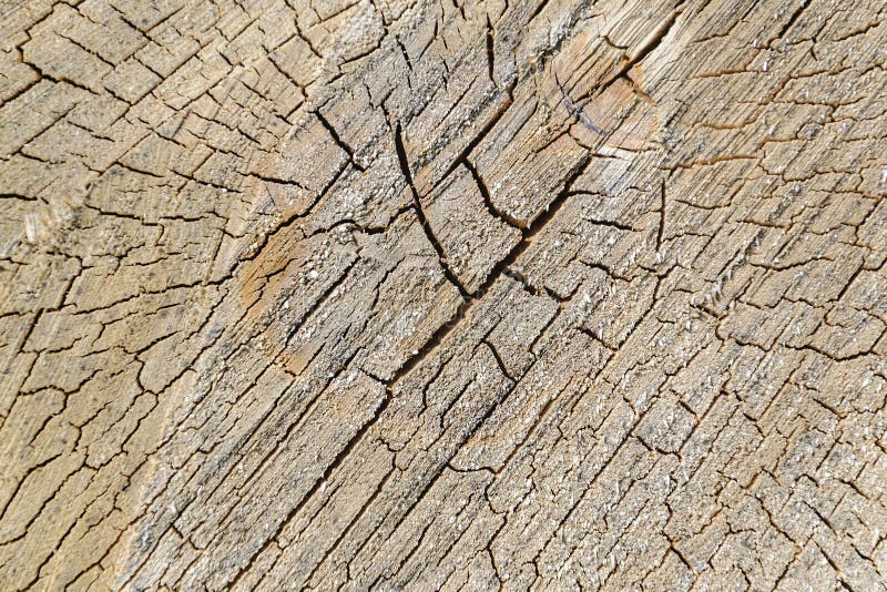Wood cut texture stock photo. Image of concentric, process - 260466066