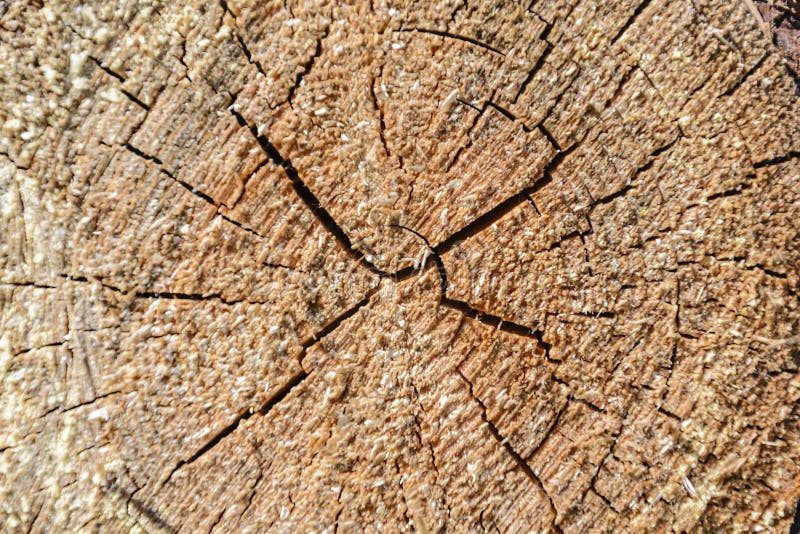 Wood cut texture stock photo. Image of curve, industry - 260678762