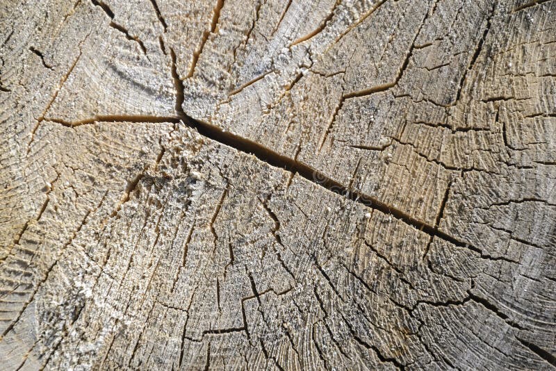 Wood cut texture stock image. Image of process, history - 260879603