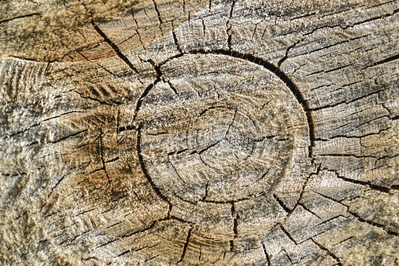 Wood cut texture stock photo. Image of lumber, round - 261149390