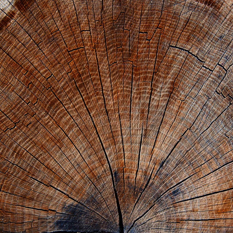 Wood cut texture ring stock image. Image of abstract - 65717753