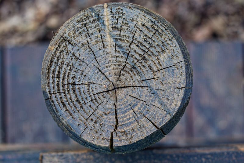 Wood Cut Texture. Round Wooden Post Stock Photo - Image of forestry ...
