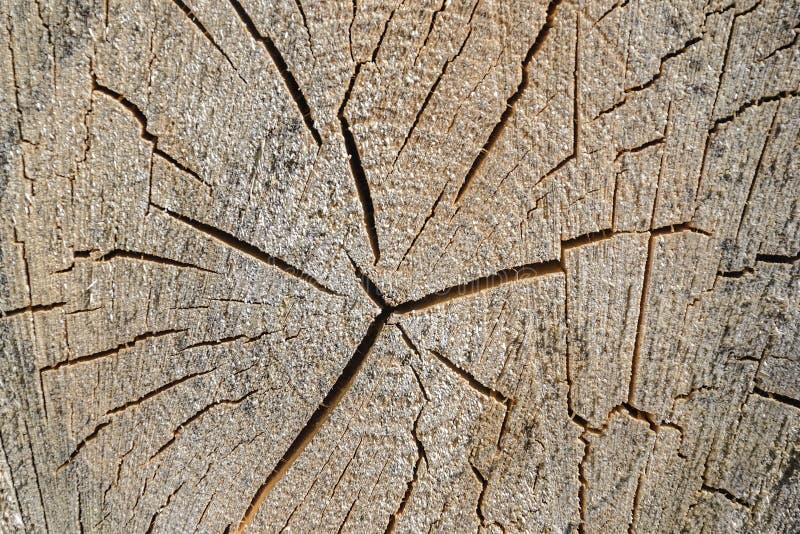 Wood cut texture stock photo. Image of beige, life, center - 259469156