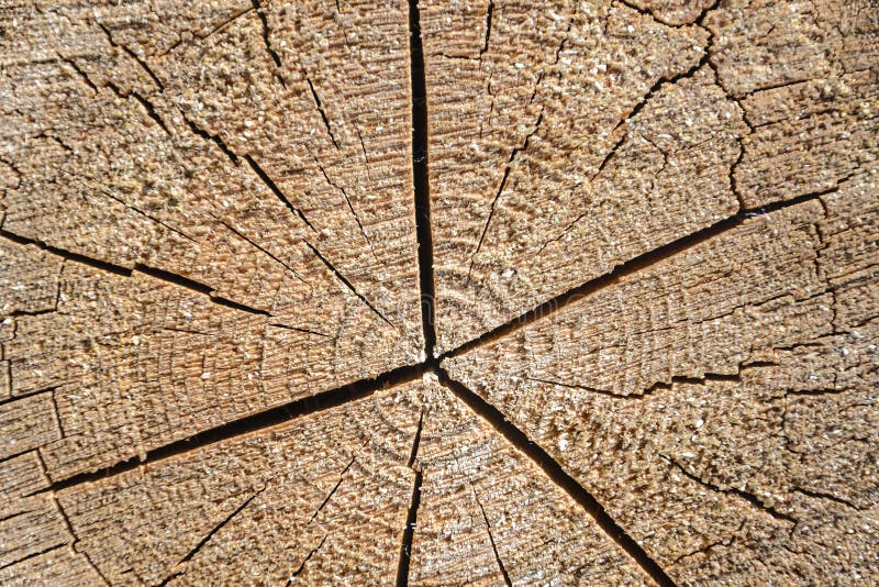 Wood cut texture stock image. Image of rustic, plank - 260006989