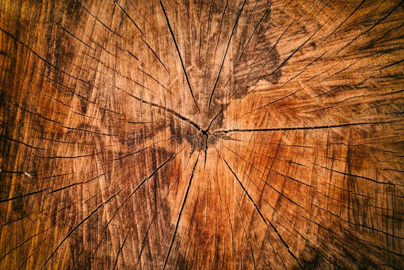 Wood Cut Texture Tree Trunk Stock Image - Image of industrial, wooden ...