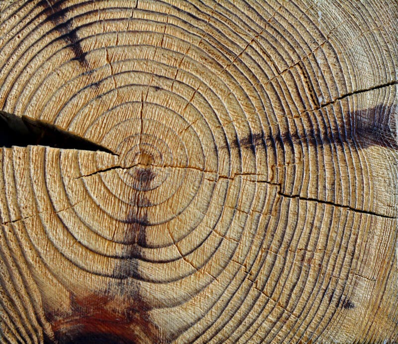 Wood cut texture stock photo. Image of environment, natural - 109086894