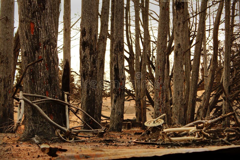 Wood-cutting Machine in the Forest with Dry Trees Stock Image - Image ...
