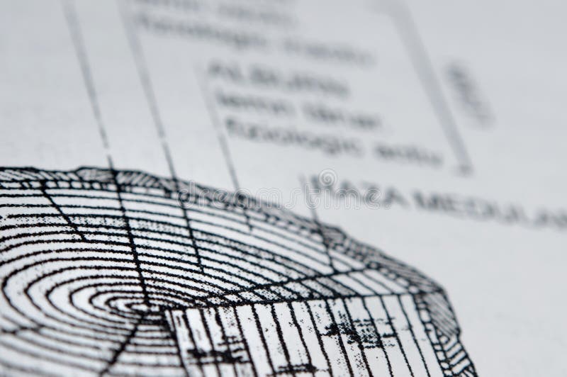 Cutting plan stock photo. Image of tailor, draw, designing - 24031272