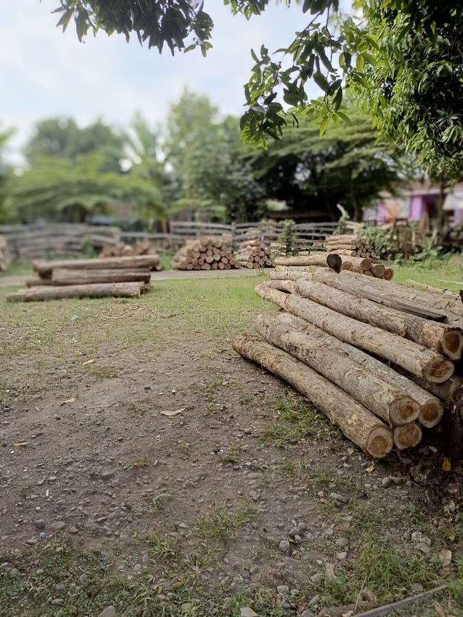 Wood Cutting in a village stock photo. Image of village - 323745650