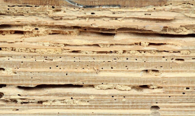 Wood damaged by woodworm stock photo. Image of woodworm - 28501568