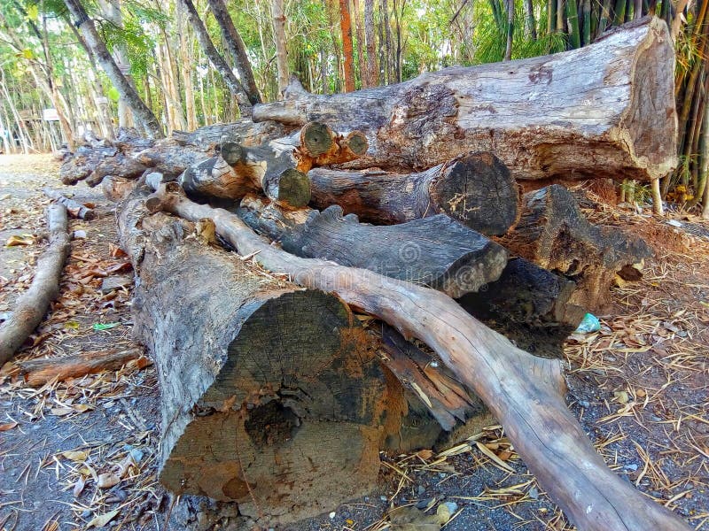 Wood, Decay, Forest, Trees, Logs, Firewood Stack Stock Image - Image of ...