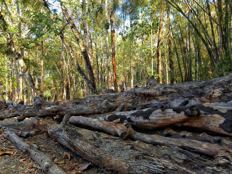 Wood, Decay, Forest, Trees, Logs, Firewood Stack Stock Photo - Image of ...