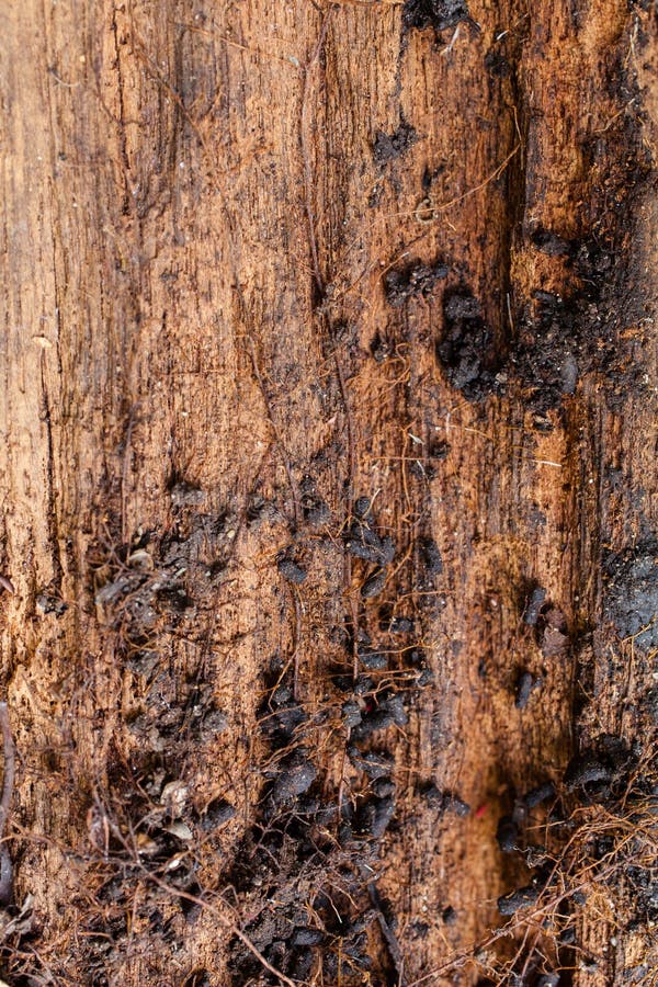 Wood decay stock photo. Image of dirty, wood, detail - 96520404