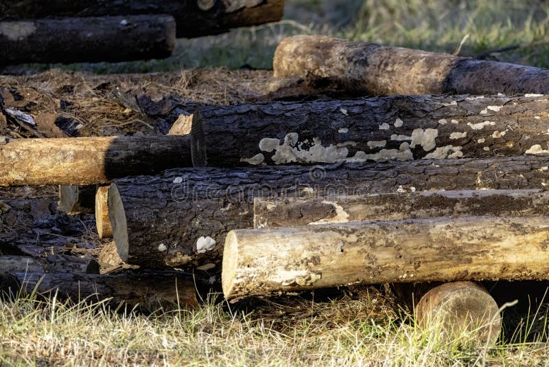 The wood-decaying fungus stock image. Image of monilia - 365917231