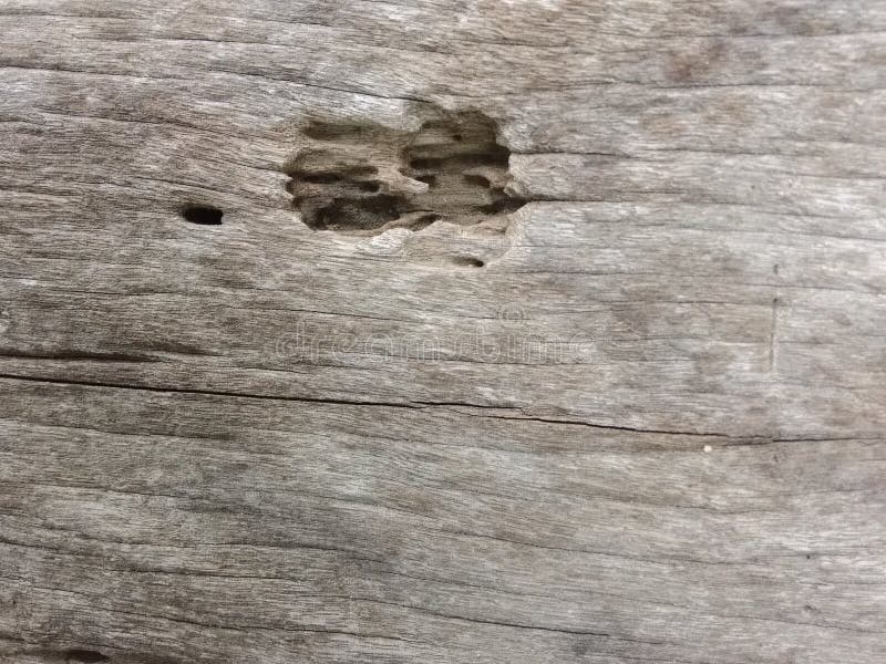 Wood dent stock image. Image of dent, wood, hold, brown - 74187723