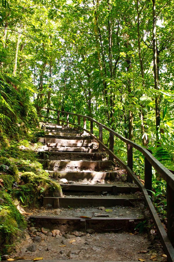 Wood and Dirt Stairs in a Tropical Jungle Stock Photo - Image of ...
