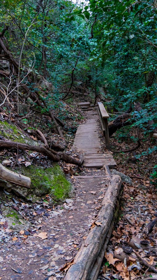 Wood and Dirt Steps through Forest Trails with Bridge Stock Photo ...