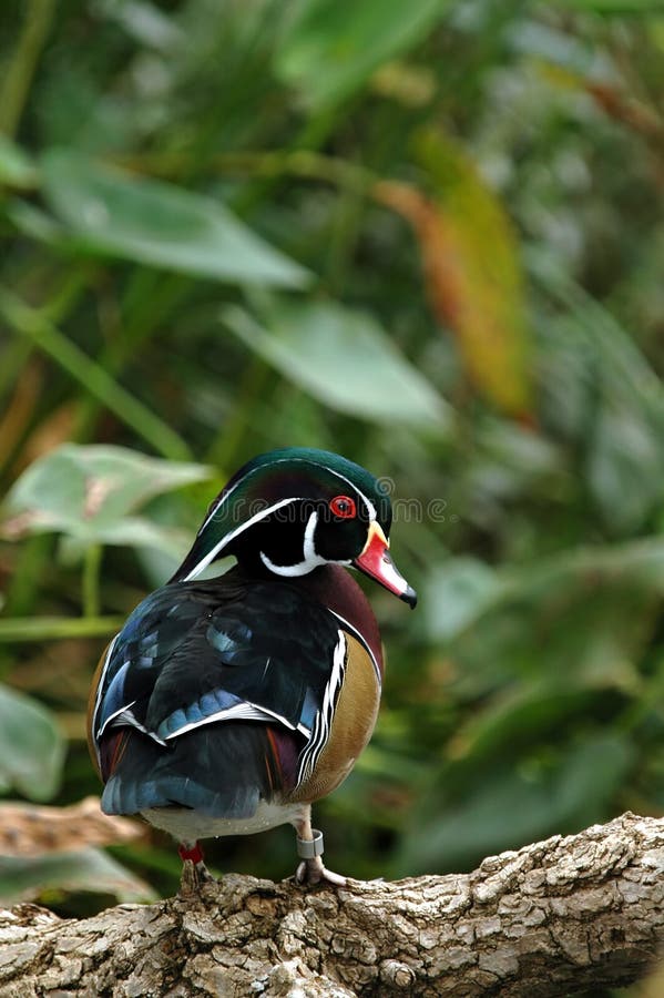 17,496 Wood Duck Photos - Free & Royalty-Free Stock Photos from Dreamstime