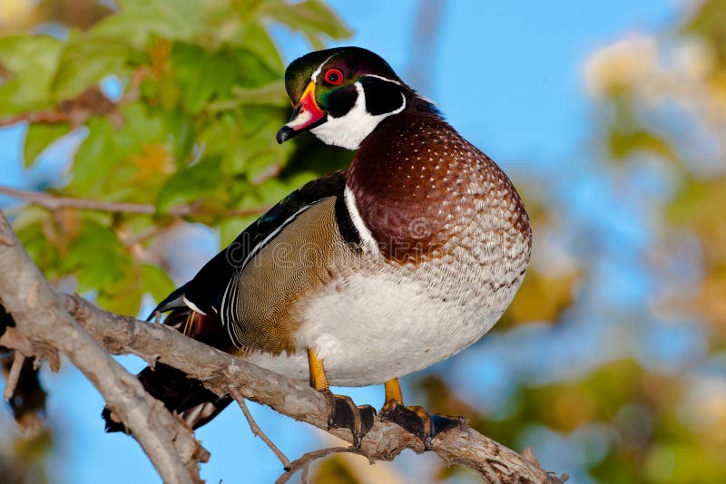 Wood Duck stock photo. Image of wood, stand, branch, magestic - 23890792