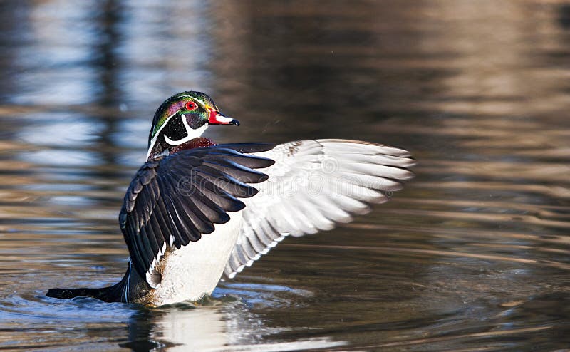 Wood Duck stock image. Image of glide, curious, land - 58277393
