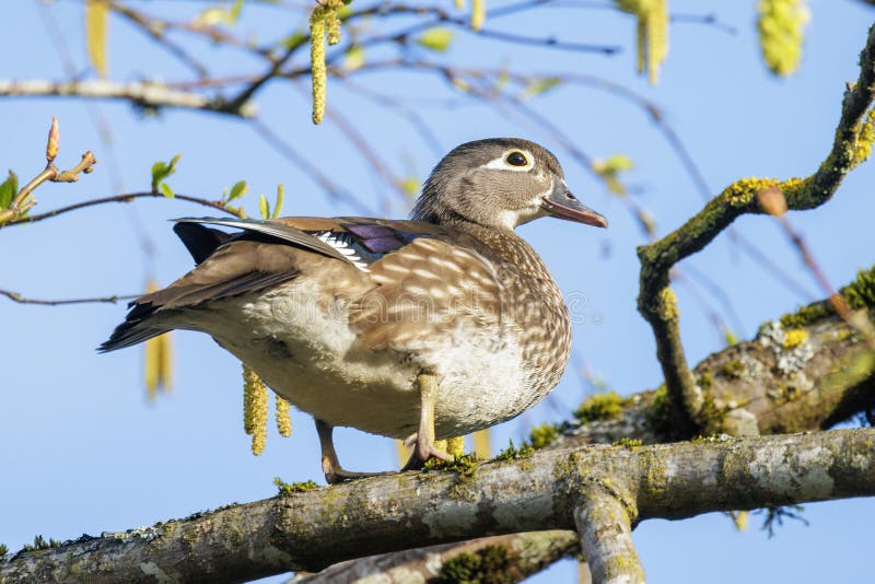 Wood duck stock image. Image of duck, wood, north, columbia - 318908813