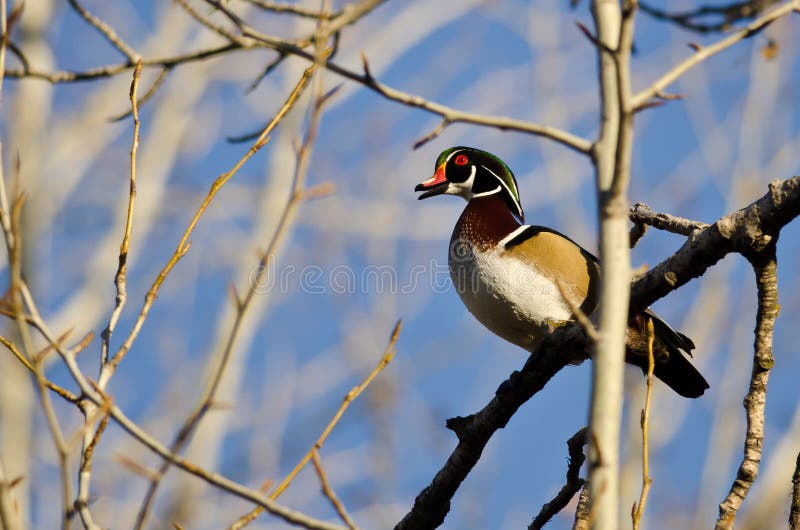 Duck calling stock photo. Image of hunter, tool, blowing - 36720928
