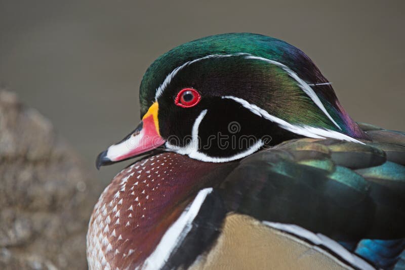Wood Duck facing camera. stock photo. Image of great - 31113686