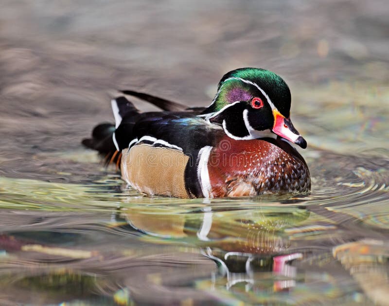 Wood Duck facing camera. stock photo. Image of great - 31113686