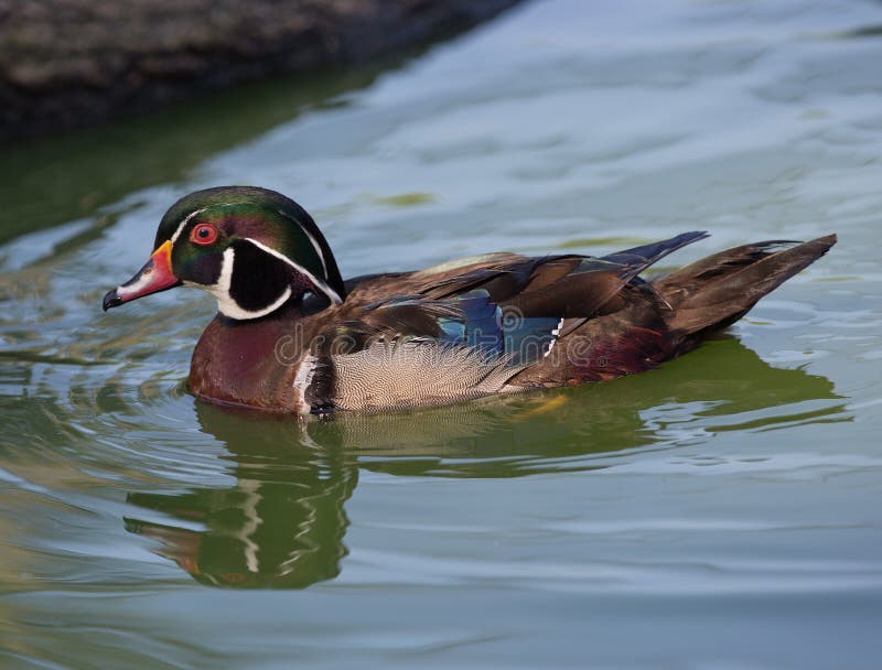Wood Duck facing camera. stock photo. Image of great - 31113686