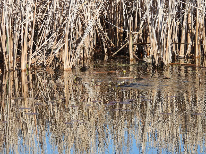 Wood Duck Female and Her Newly Hatched Chicks in Natural Wetland ...