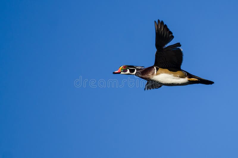 Wood Duck Flying in a Blue Sky Stock Photo - Image of flying, brown ...