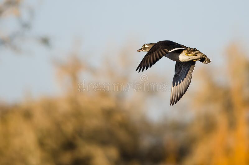 Wood Duck Flying Low Over the Autumn Trees Stock Image - Image of brown ...