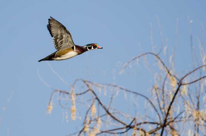 Wood Duck Flying Low Over the Autumn Trees Stock Image - Image of fall ...