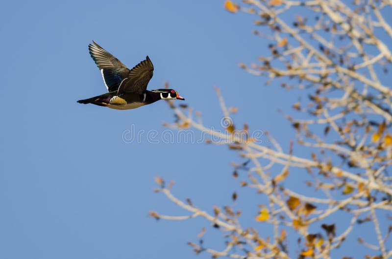 Wood Duck Flying Low Over the Autumn Trees Stock Image - Image of ...