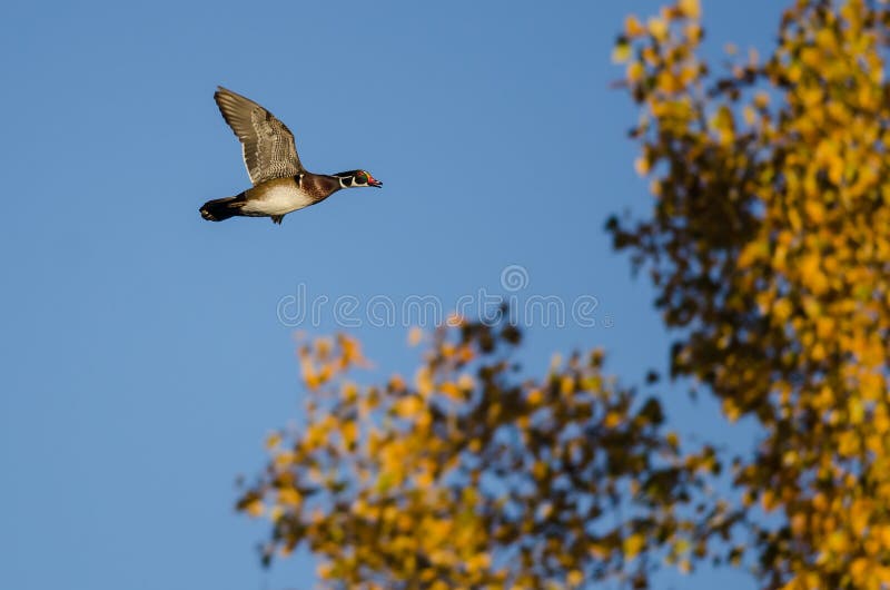 Wood Duck Flying Low Over the Autumn Trees Stock Photo - Image of ...