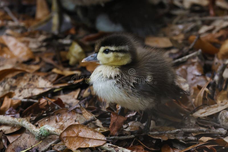 Wood Duck Hatchling, Closeup Stock Image - Image of avian, duck: 297084489