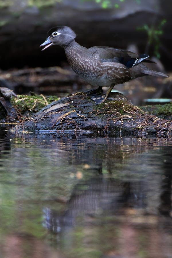 Wood Duck Hen Calling stock image. Image of feathers - 92488203