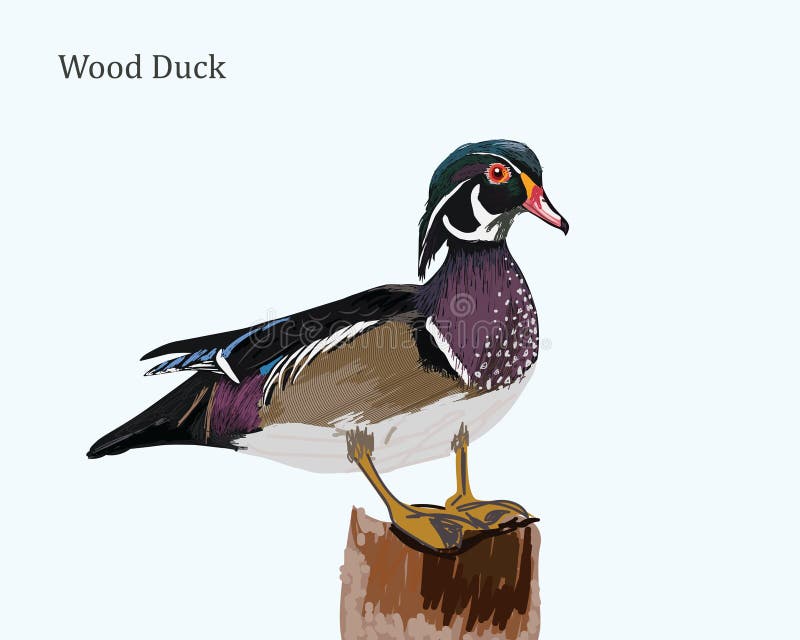 Wood Duck Illustration stock vector. Illustration of duck - 388850697